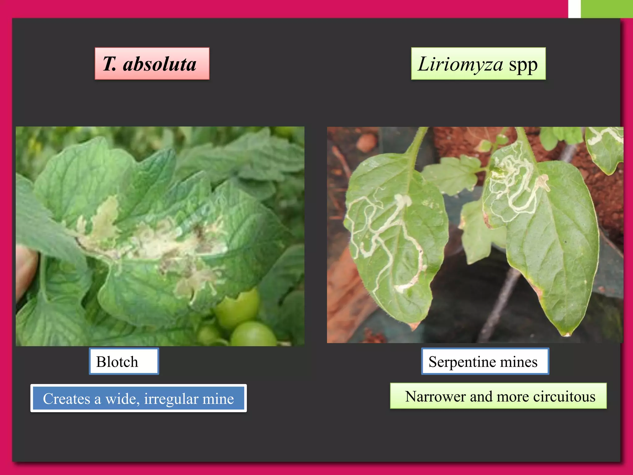 Tuta absoluta american leaf Miner | PDF