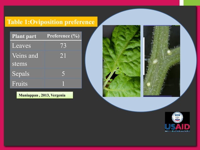 Tuta absoluta american leaf Miner | PDF