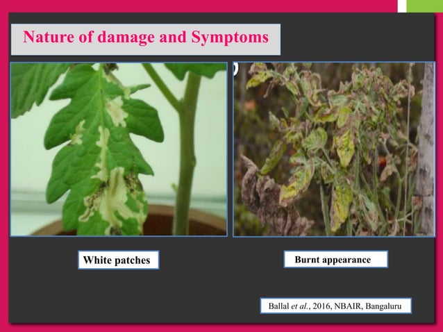 Tuta absoluta american leaf Miner | PDF