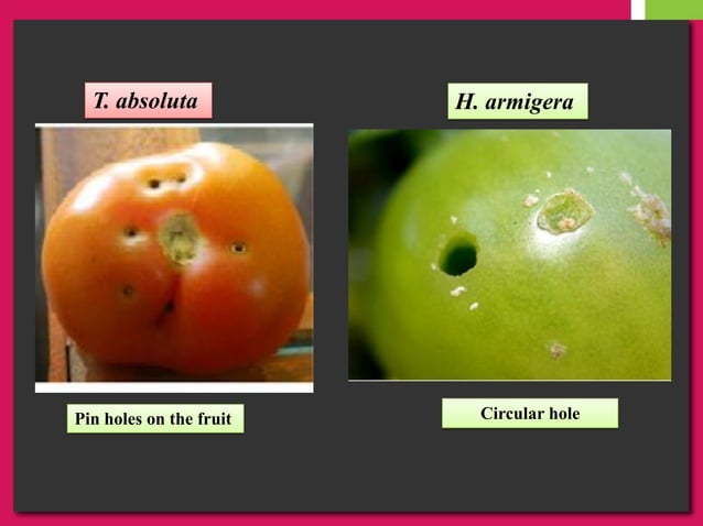 Tuta absoluta american leaf Miner | PDF