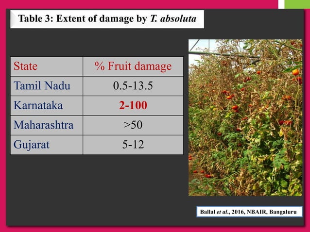 Tuta absoluta american leaf Miner | PDF
