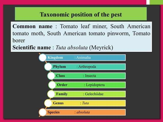 Tuta absoluta american leaf Miner | PDF