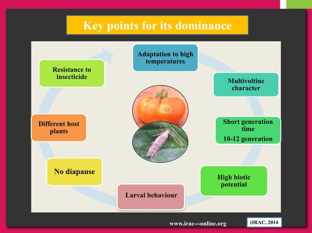 Tuta absoluta american leaf Miner | PDF