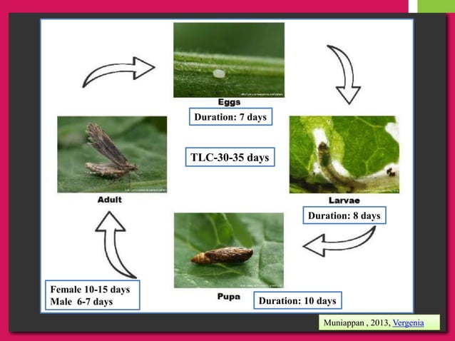 Tuta absoluta american leaf Miner | PDF