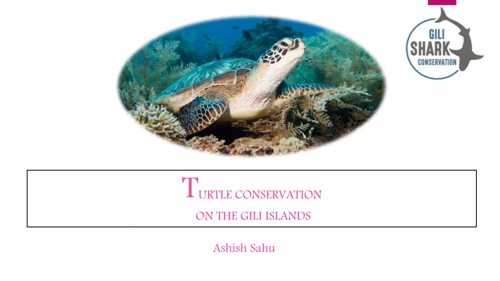 Tutle on gilli | PPT