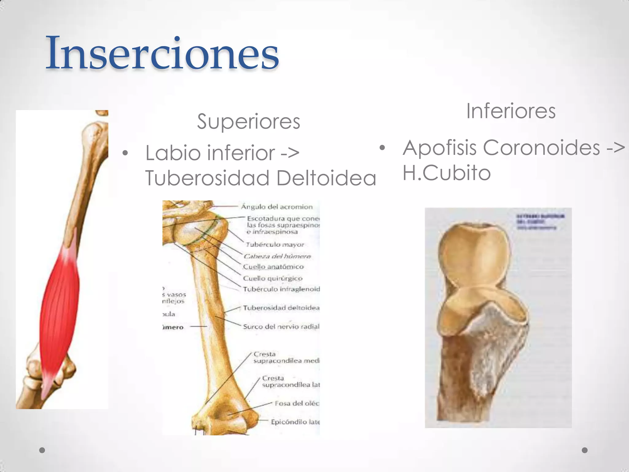 Tutoría de anatomía músculos del brazo | PPTX