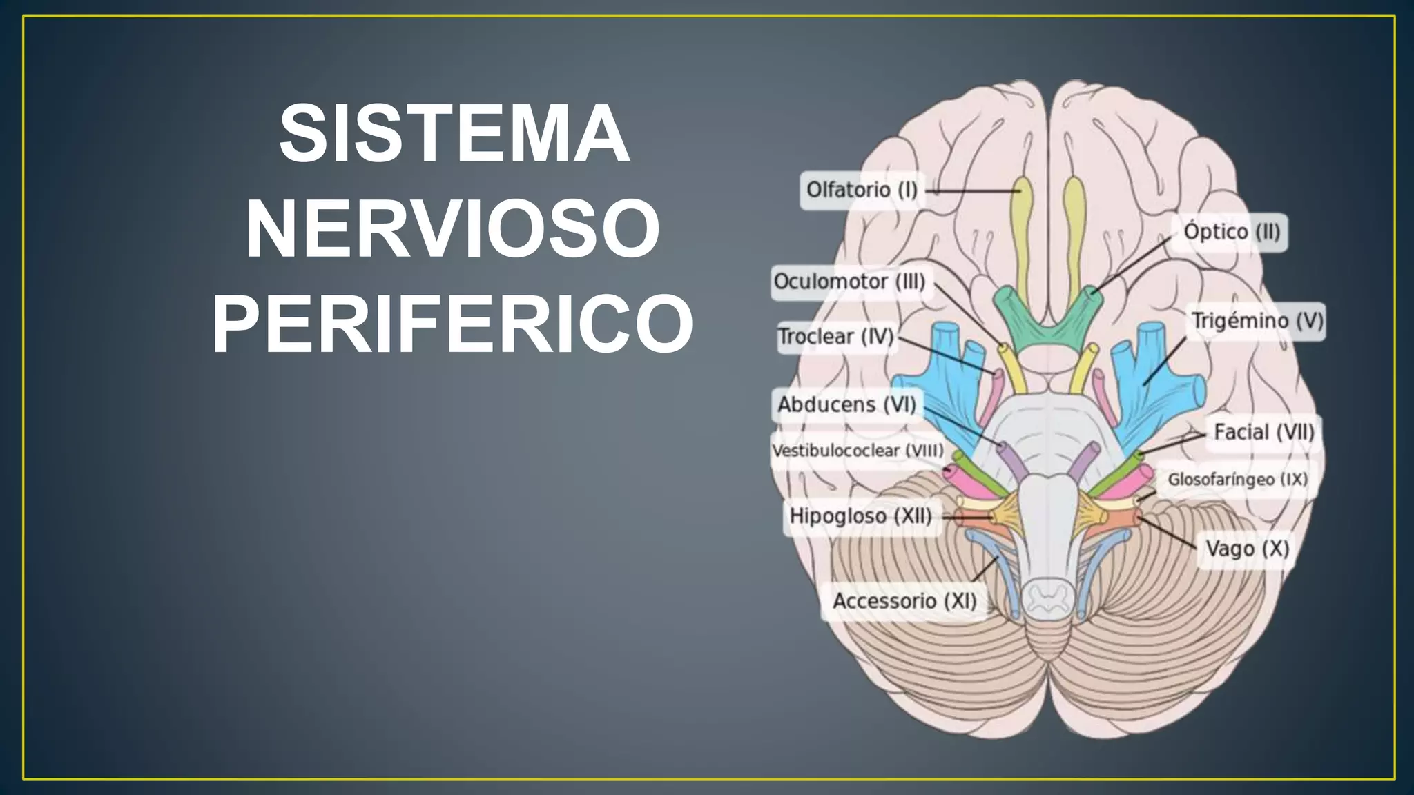 SISTEMA NERVIOSO PERIFERICO | PPT