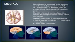 SISTEMA NERVIOSO PERIFERICO | PPTX