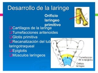 Aparato respiratorio | PPTX