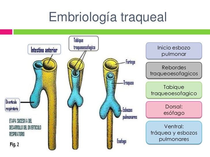 Aparato respiratorio