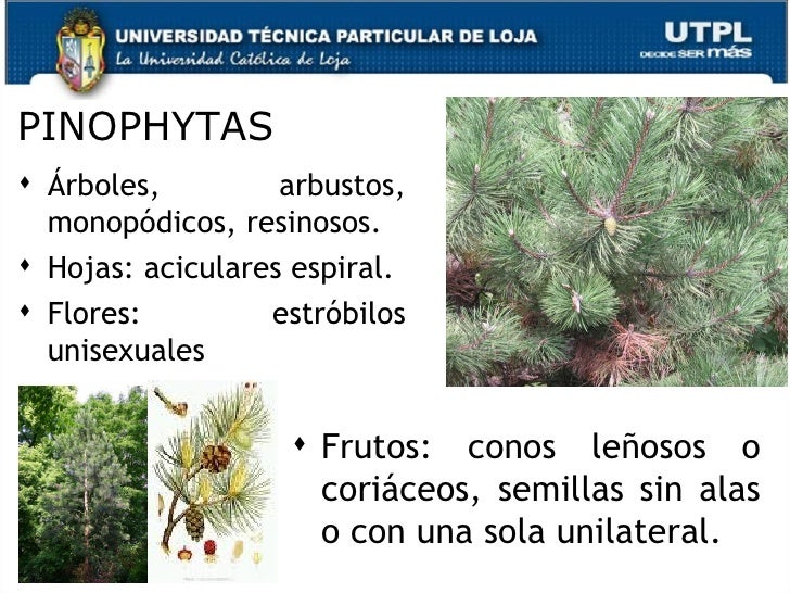Pinophyta Wikipedia