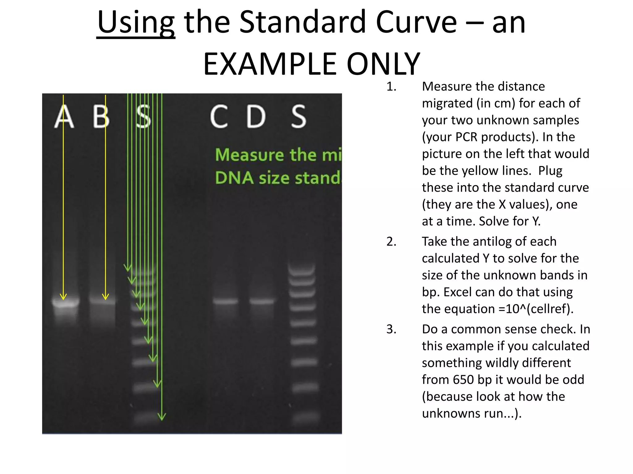 Tutorial how to make and use a standard curve gel electrophoresis | PPTX