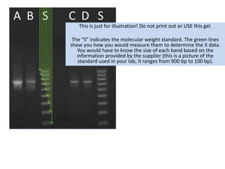 Tutorial how to make and use a standard curve gel electrophoresis | PPTX