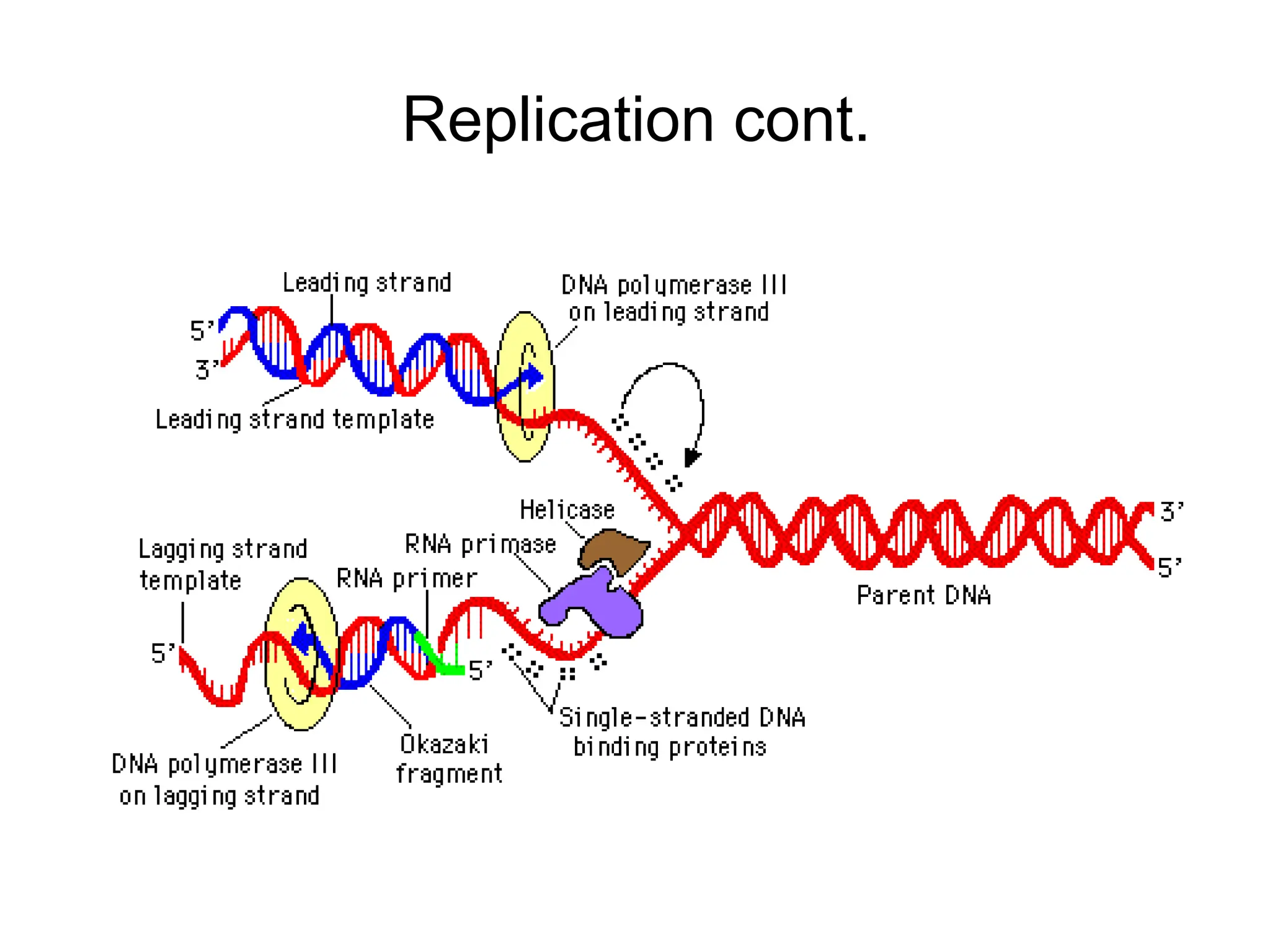 Tutorial 4 - Transcription and Translation.ppt