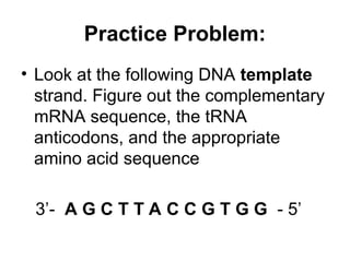 Tutorial 4 - Transcription and Translation.ppt
