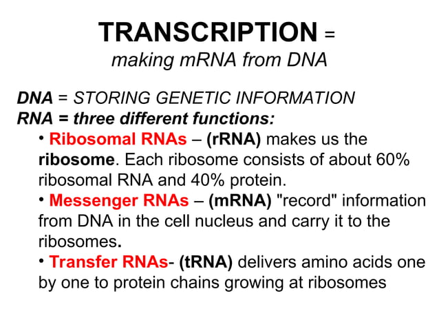 Tutorial 4 - Transcription and Translation.ppt