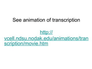 Tutorial 4 - Transcription and Translation.ppt