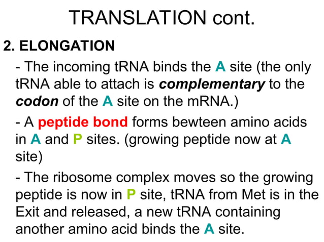 Tutorial 4 - Transcription and Translation.ppt