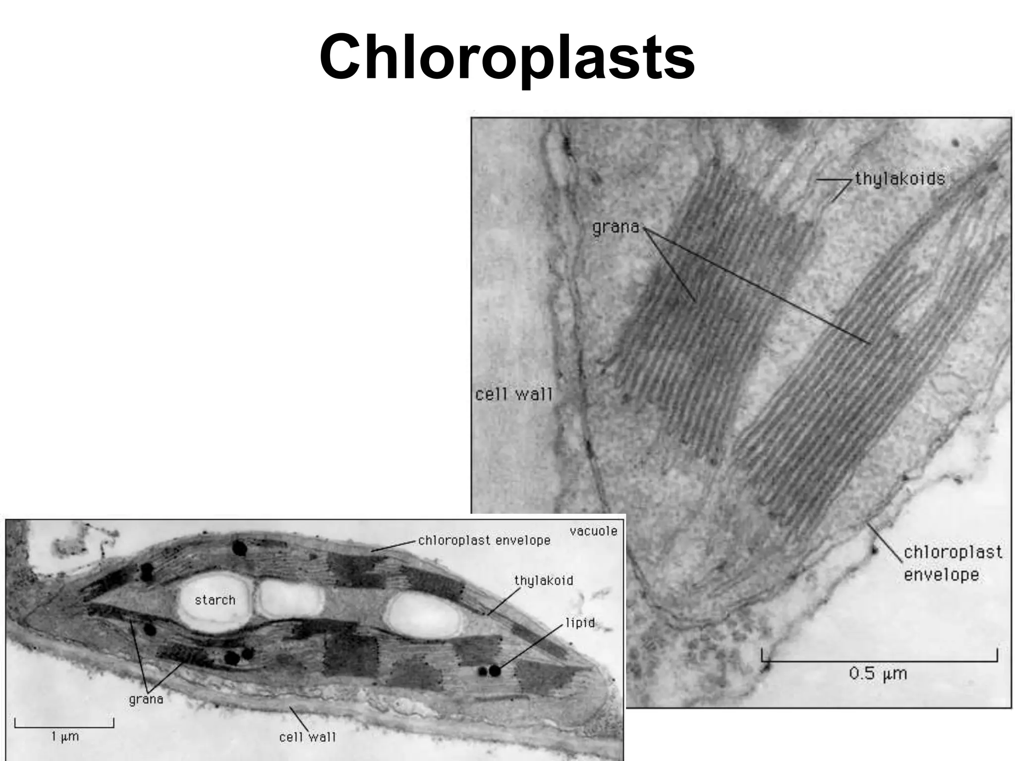 Tutorial 6 - mitochondria &chloroplast structute and functions.ppt