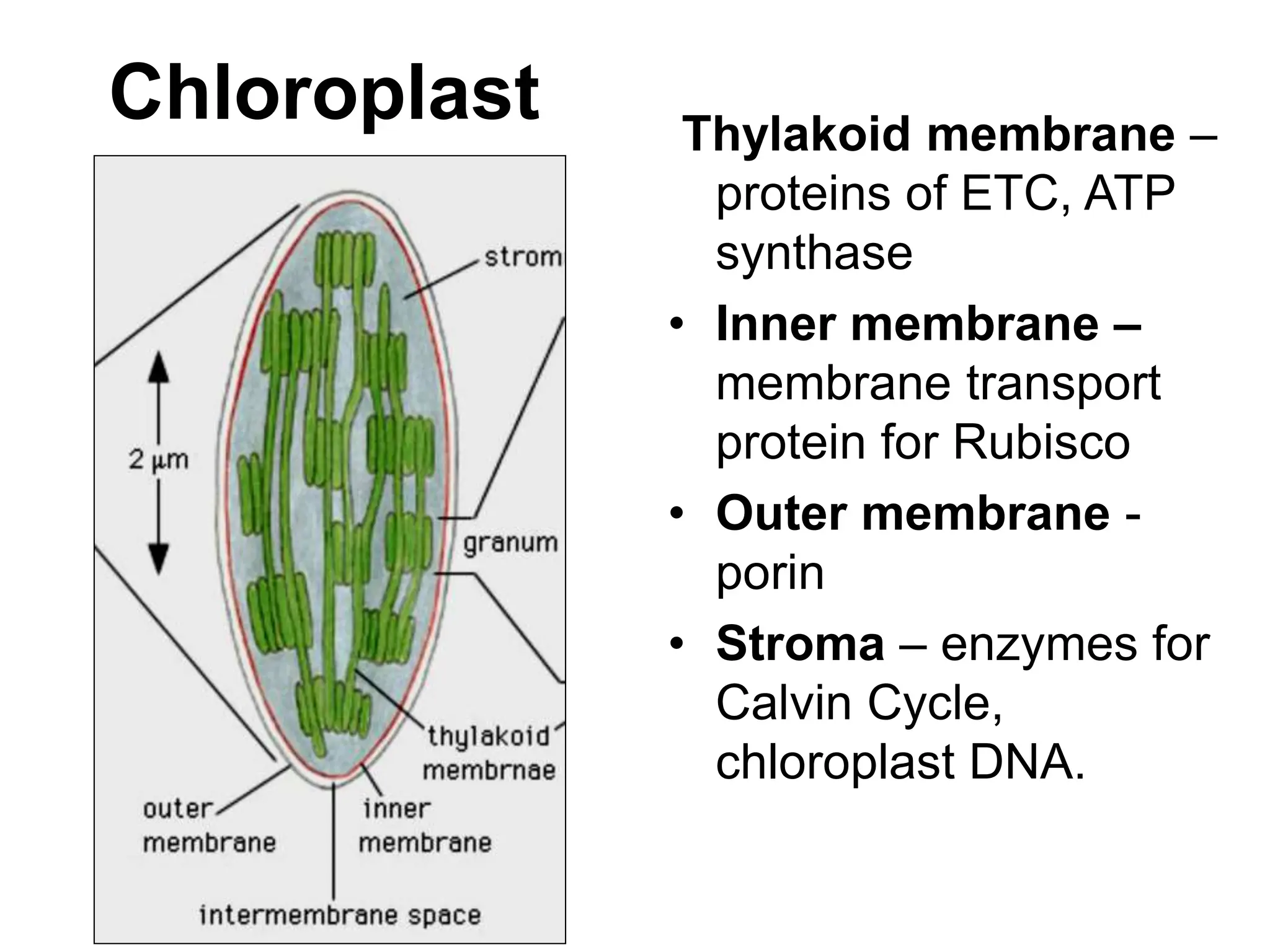 Tutorial 6 - mitochondria &chloroplast structute and functions.ppt