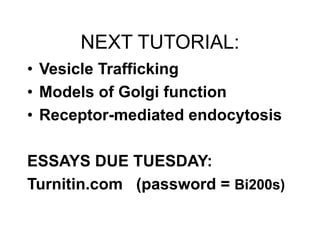 Tutorial 6 - mitochondria &chloroplast structute and functions.ppt