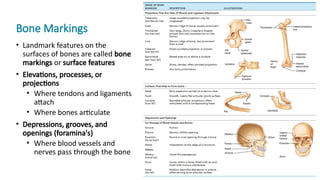 Tutorial Anatomy of Bones and structures | PPTX