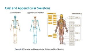 Tutorial Anatomy of Bones and structures | PPTX