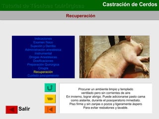 Tutorial castracion cerdos | PPT