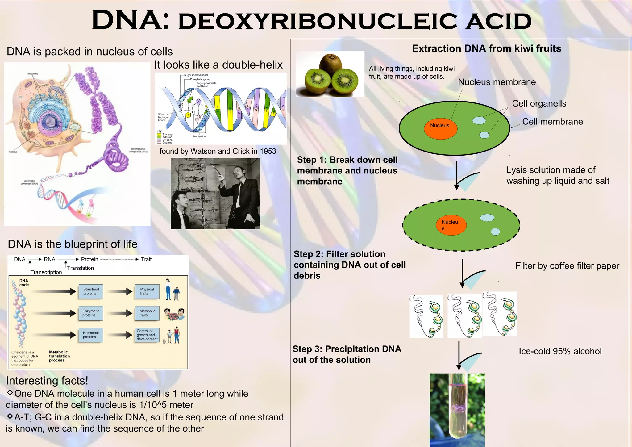 Tutorial iii dna extraction | PPT