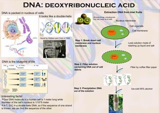 Tutorial iii dna extraction | PPT