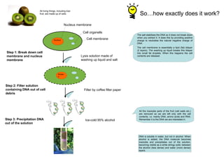 Tutorial iii dna extraction | PPT | Biological Sciences | Science