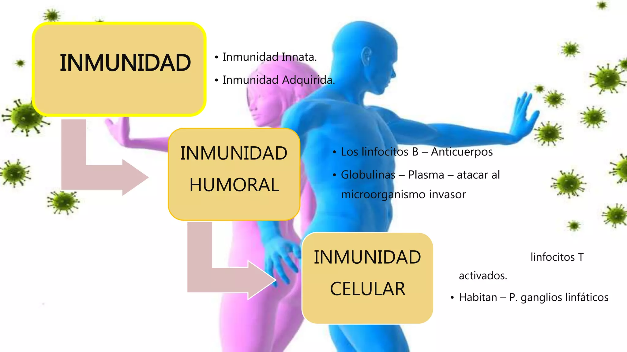 linfocitos cd4 y su importancia en el sida | PPT