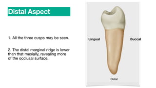 Tutorial, Lecture 10.pdf
