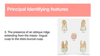 Tutorial, Lecture 11.pdf