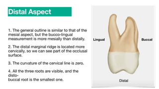 Tutorial, Lecture 11.pdf