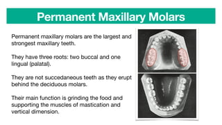 Tutorial, Lecture 11.pdf