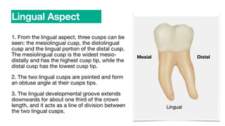 Tutorial, Lecture 13.pdf
