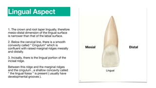 Tutorial, Lecture 4.pdf