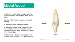 Tutorial, Lecture 4.pdf