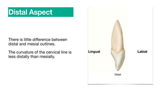 Tutorial, Lecture 4.pdf