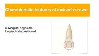 Tutorial, Lecture 4.pdf