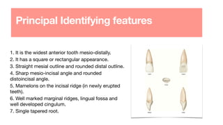 Tutorial, Lecture 4.pdf