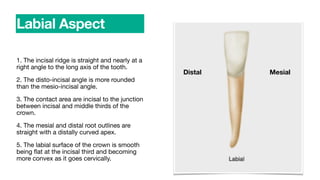 Tutorial, Lecture 6.pdf