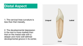 Tutorial, Lecture 6.pdf