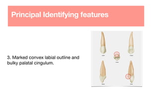 Tutorial, Lecture 7 .pdf