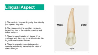 Tutorial, Lecture 7 .pdf
