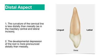 Tutorial, Lecture 7 .pdf