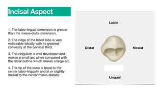 Tutorial, Lecture 7 .pdf