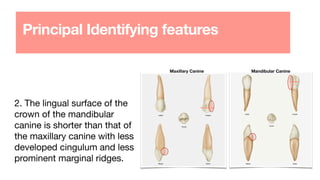 Tutorial, Lecture 7 .pdf