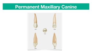 Tutorial, Lecture 7 .pdf